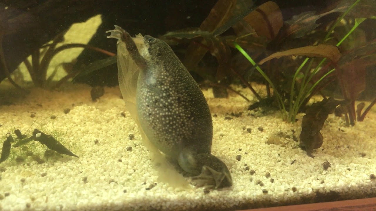 The Fascinating Process Of Frog Shedding: A Glimpse Into Nature's Skin ...