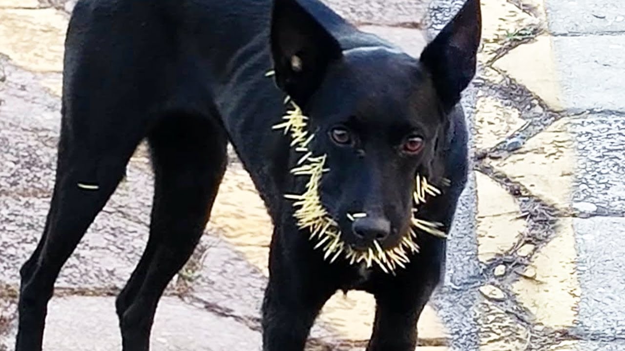 Rescue of a Stray Dog Whose Face Covered by Porcupine Quills - YouTube