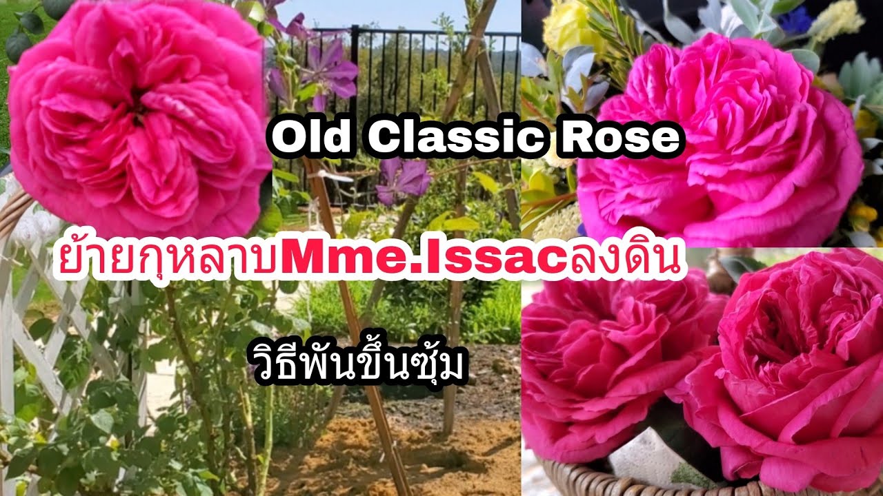 Transplanting Mme Issac Roseย้ายกุหลาบมาดามไอแซคจากกระถางลงดินบอกวิธี ...