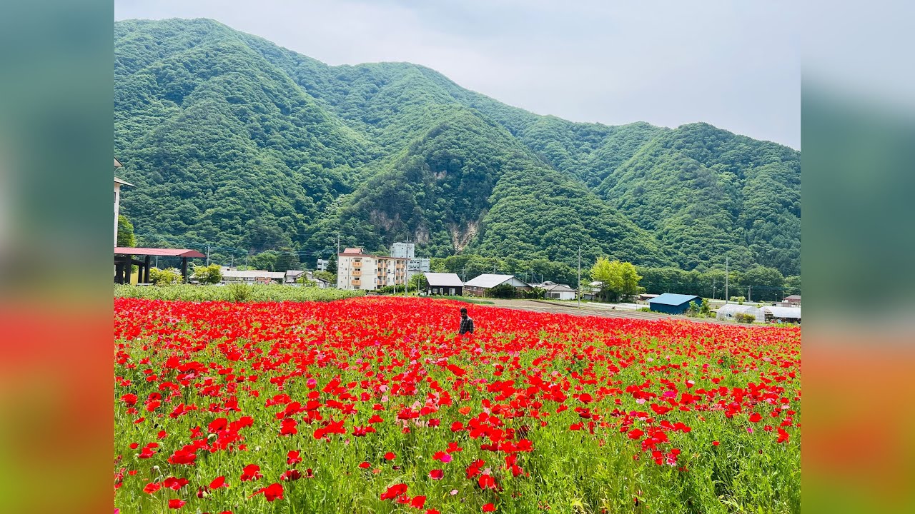 Poppy Flower park | poppy Blossoms 🌺🌺🌺| - YouTube