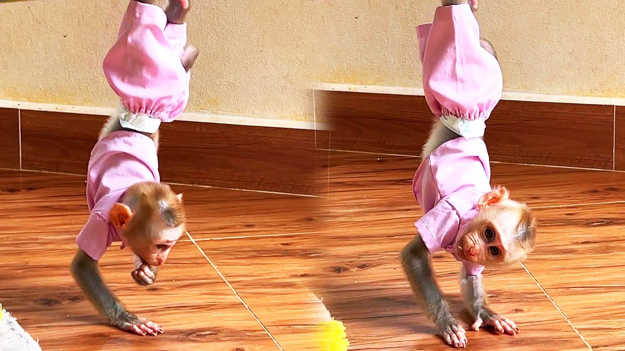 It's Amazing Talent! Maddox Walks Forward & Backward Smoothly While He ...