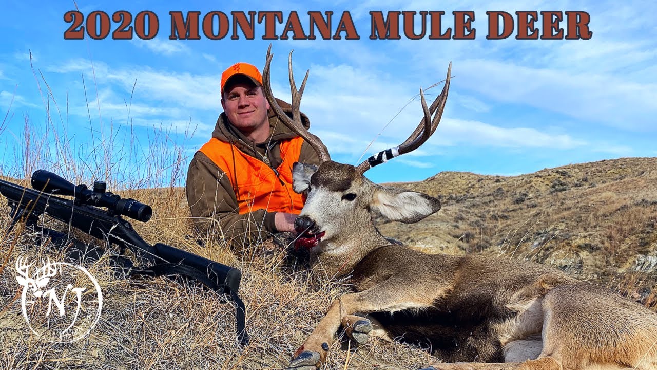 Final Weekend Public Land Montana Mule Deer - YouTube