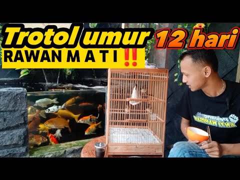 HATI-HATI RAWAN MATI || Rawatan trotol murai batu umur 12 hari