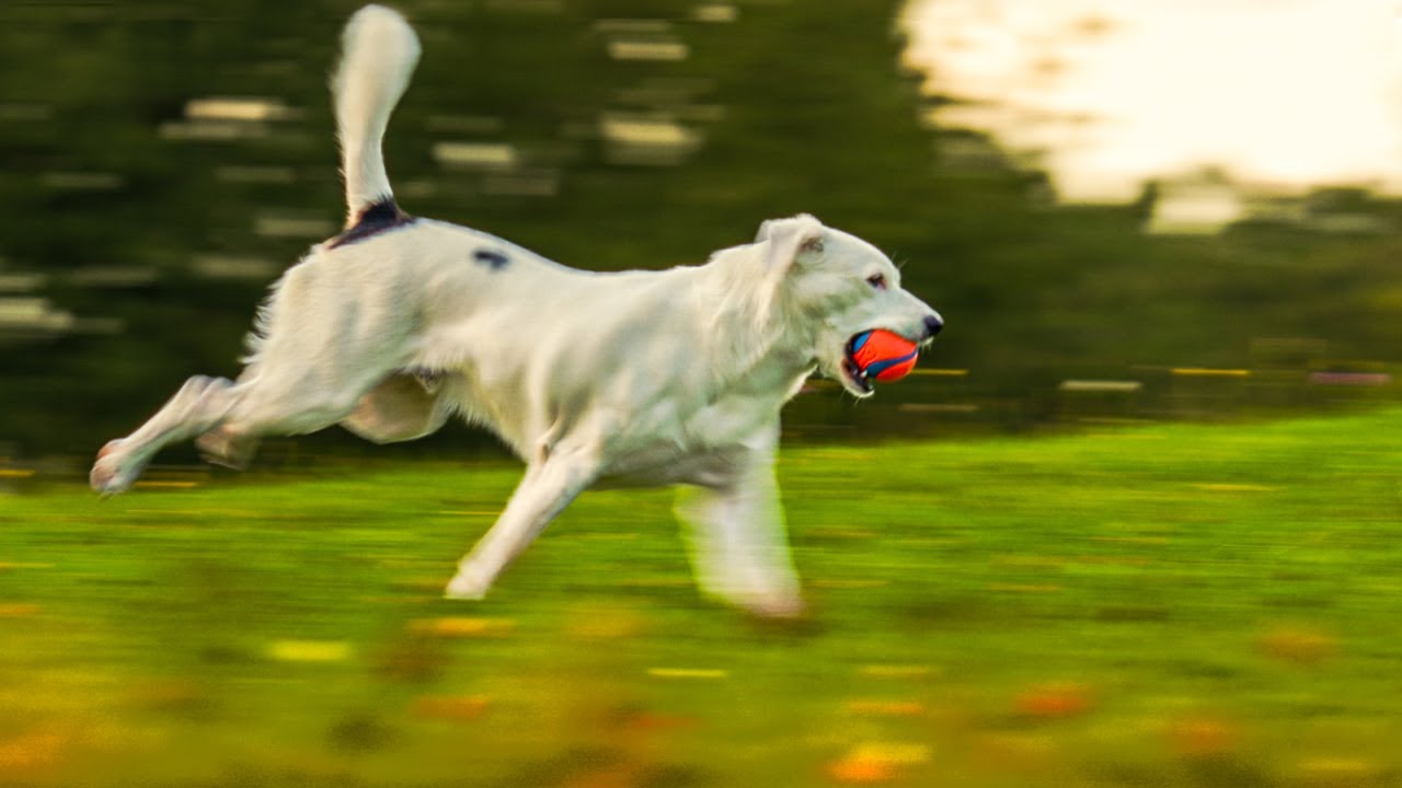 Sony A6700 + 150-600mm | 4K Cinematic Dog Video - YouTube