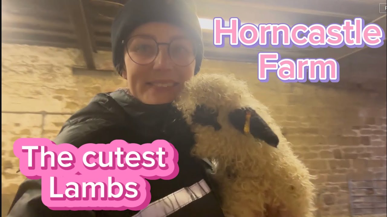 The CUTEST lambs, Herbies SPECIAL sheep, Lamb Injections - YouTube