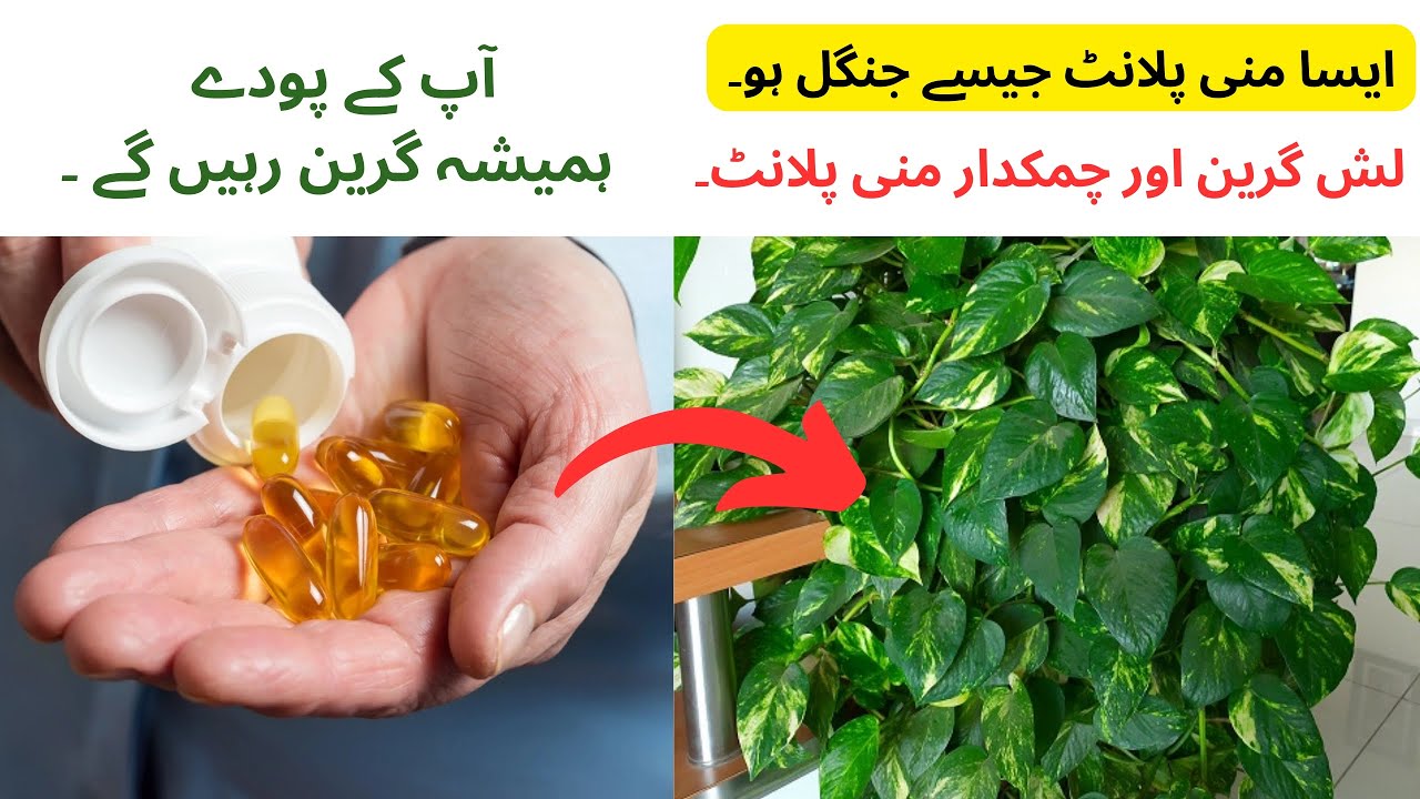 1 Capsule For Bushi And Healthy Money Plant. Lush Green Plants. Best ...