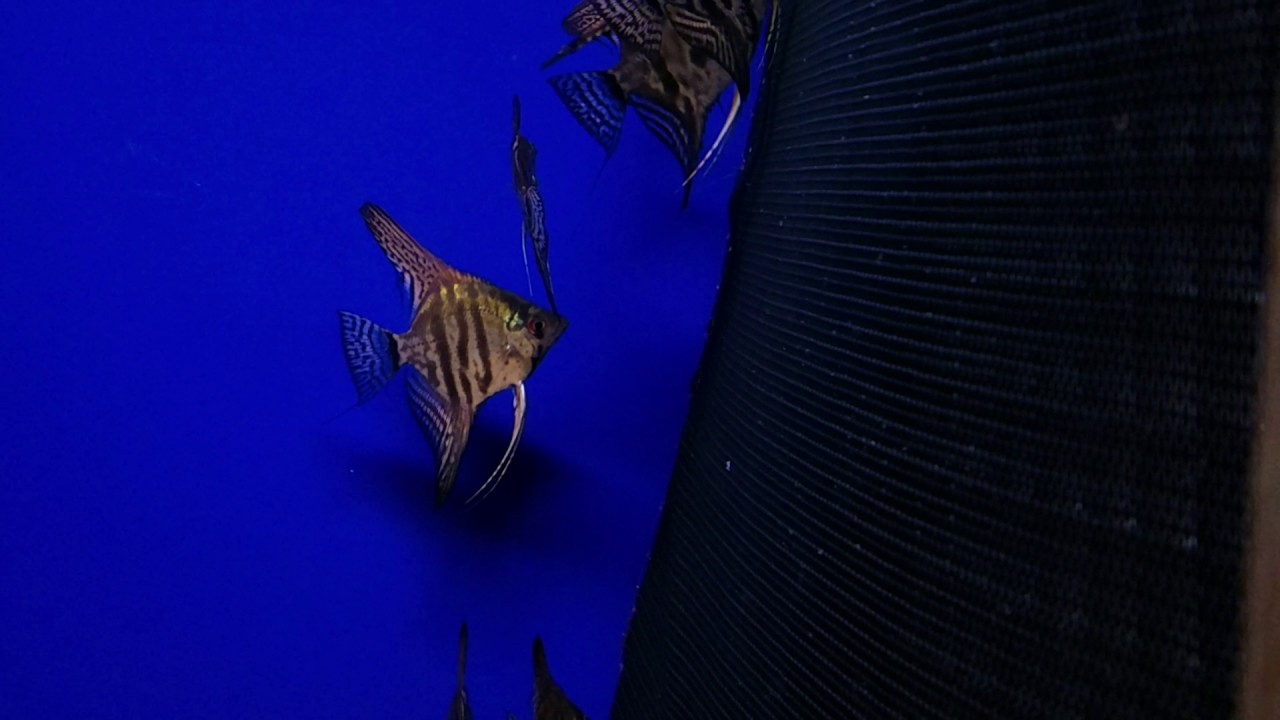 Royal Blue Clown/Zebra - YouTube