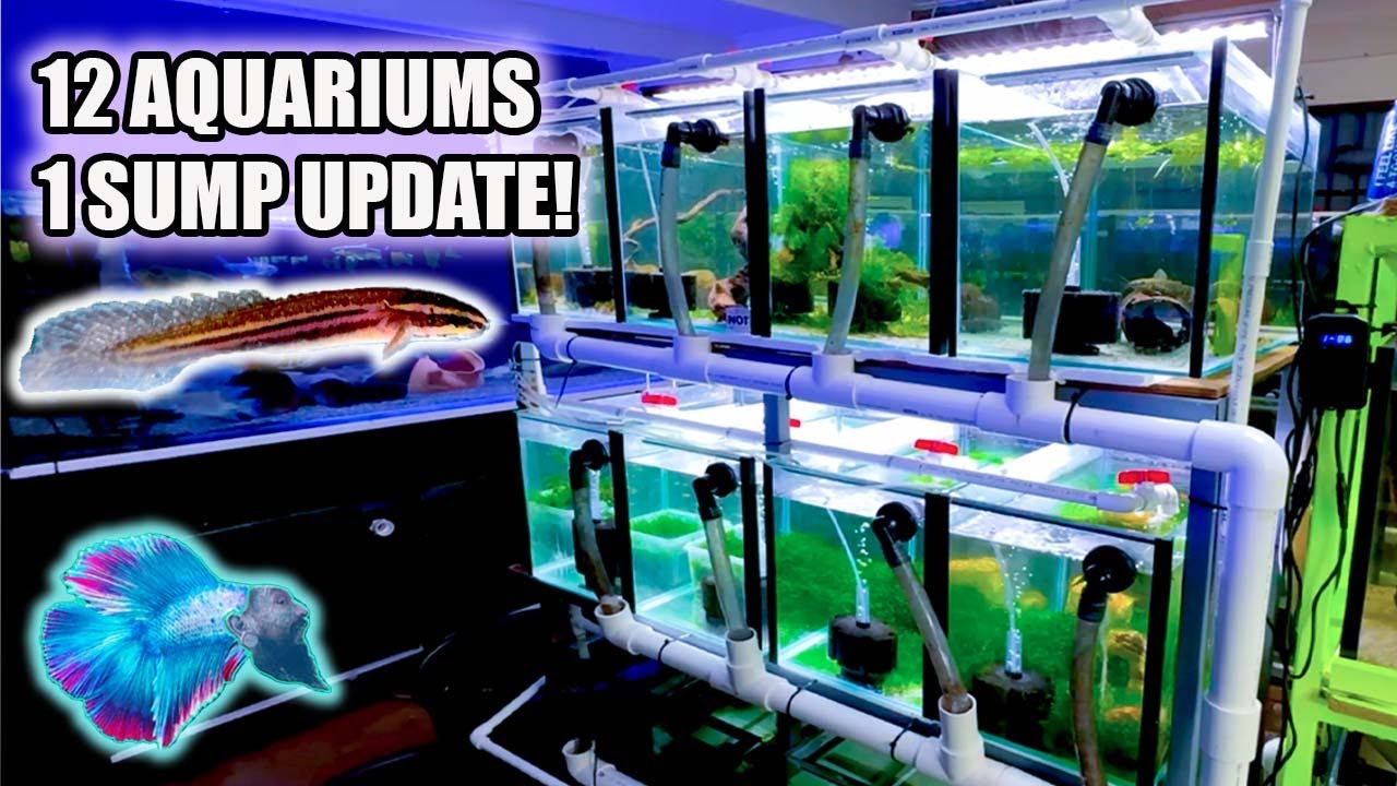 FISH ROOM SETUP: BREEDING RACK UPDATE! - YouTube