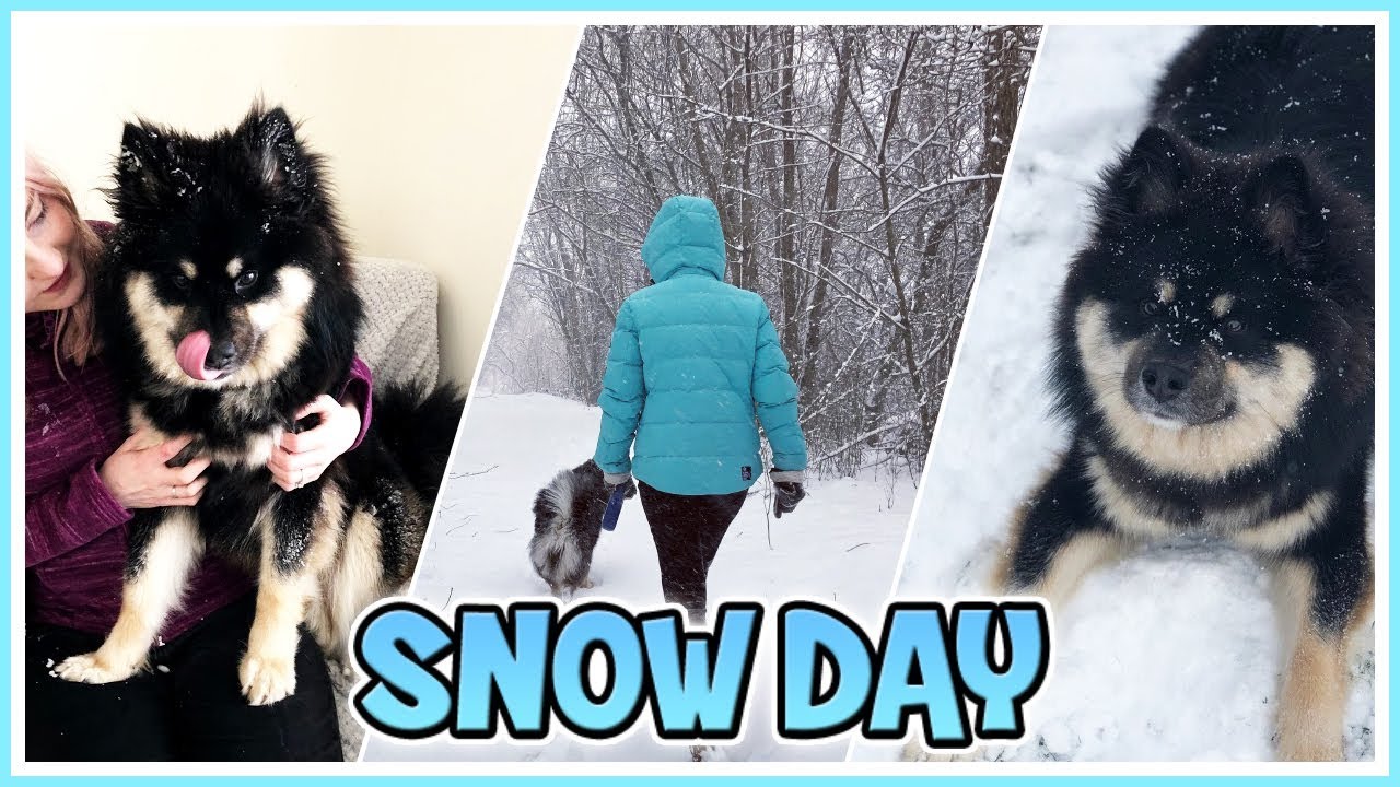 What Breed Is Ldshadowladys Dog