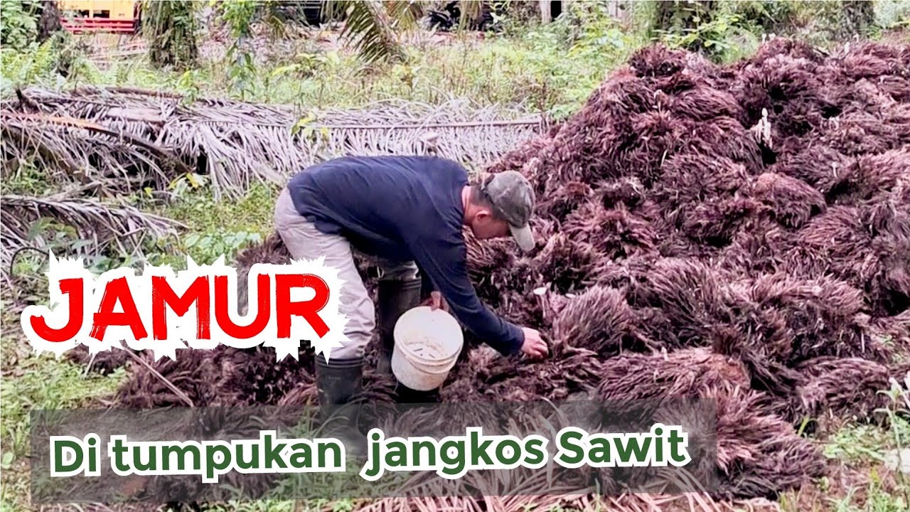Jangkos Sawit, Hasil kan jamur Yang bisa dimakan - YouTube