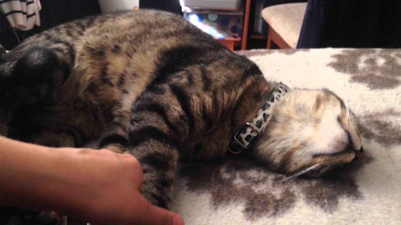Susano lazy cat - YouTube