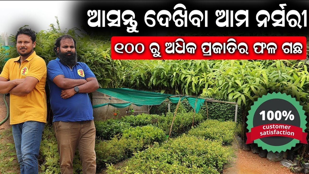 ୧୦୦ ରୁ ଅଧିକ ପ୍ରଜାତିର ଫଳ ଚାରା || Best Fruit Plants Nursery In Odisha ...