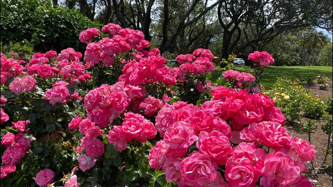 Full Bloom in the Rose Gardens🇳🇿Live from New Zealand - YouTube