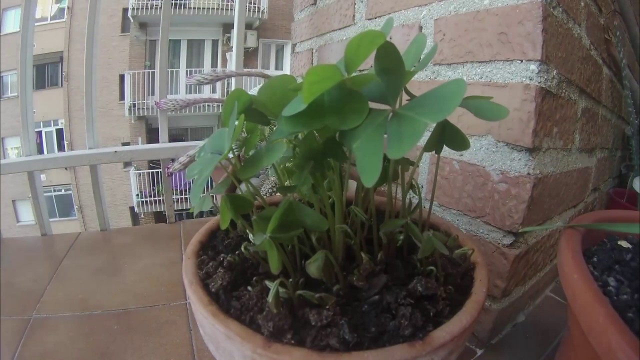 Yann Tiersen - Arrival on the island [Cactus + Clover timelapse] - YouTube