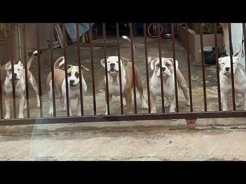 Super DOGS 🐶 - YouTube