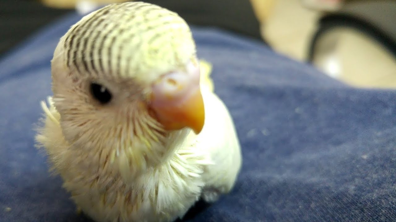 Cute baby Budgie cuddles and falls asleep in my hands - YouTube