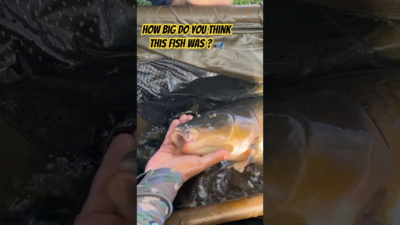 Stunning coronation dam carp receiving some much needed carp car 🏥🎣# ...