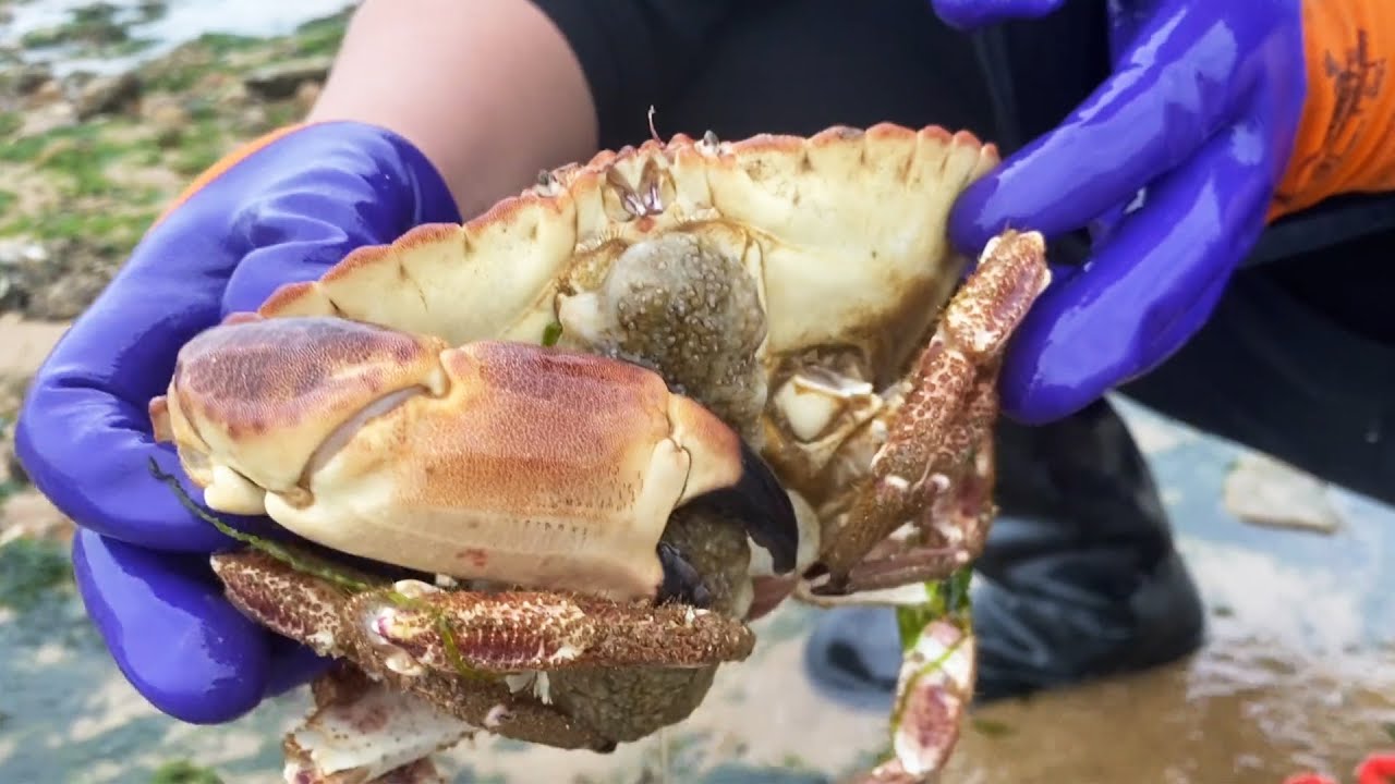 Big bread crab with broken arm chewed sea cucumber, all caught - YouTube