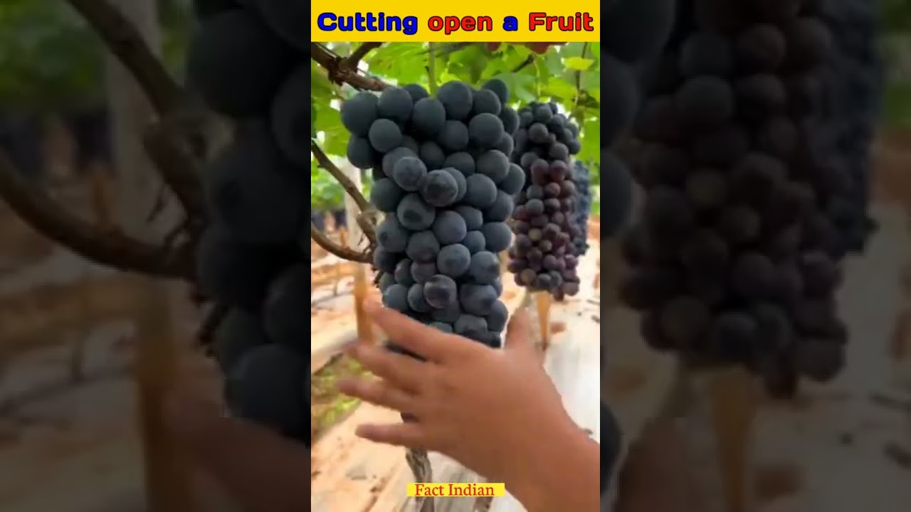 cutting open a Fruit| amazing facts about Fruit #shorts #viral #short # ...