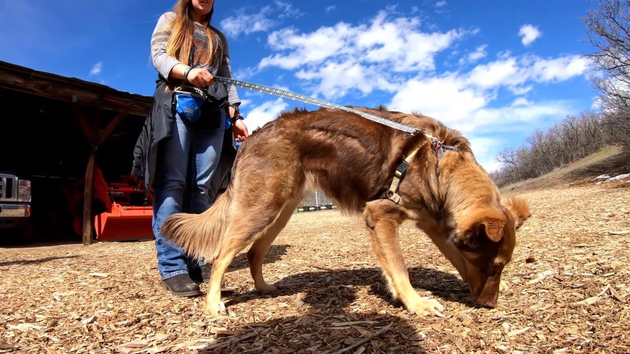 Meet Ginger, a German Shepherd / Australian Shepherd who requires lots ...