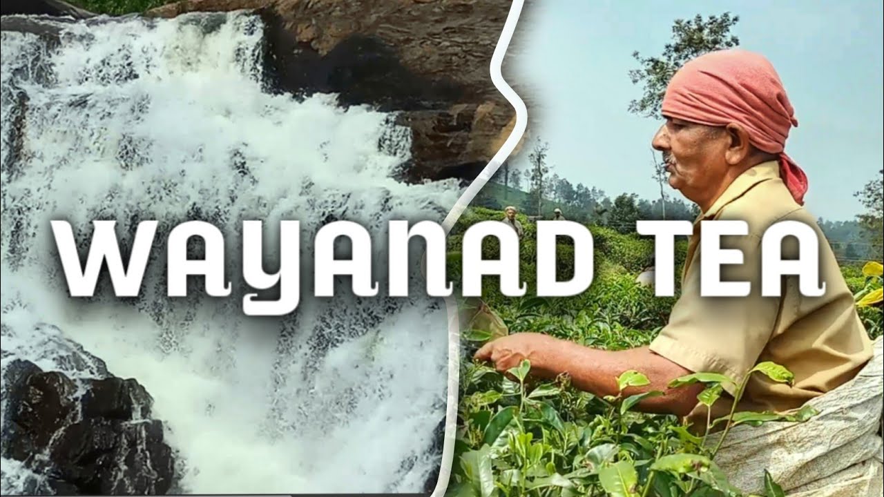 WAYANADAN TEA - YouTube