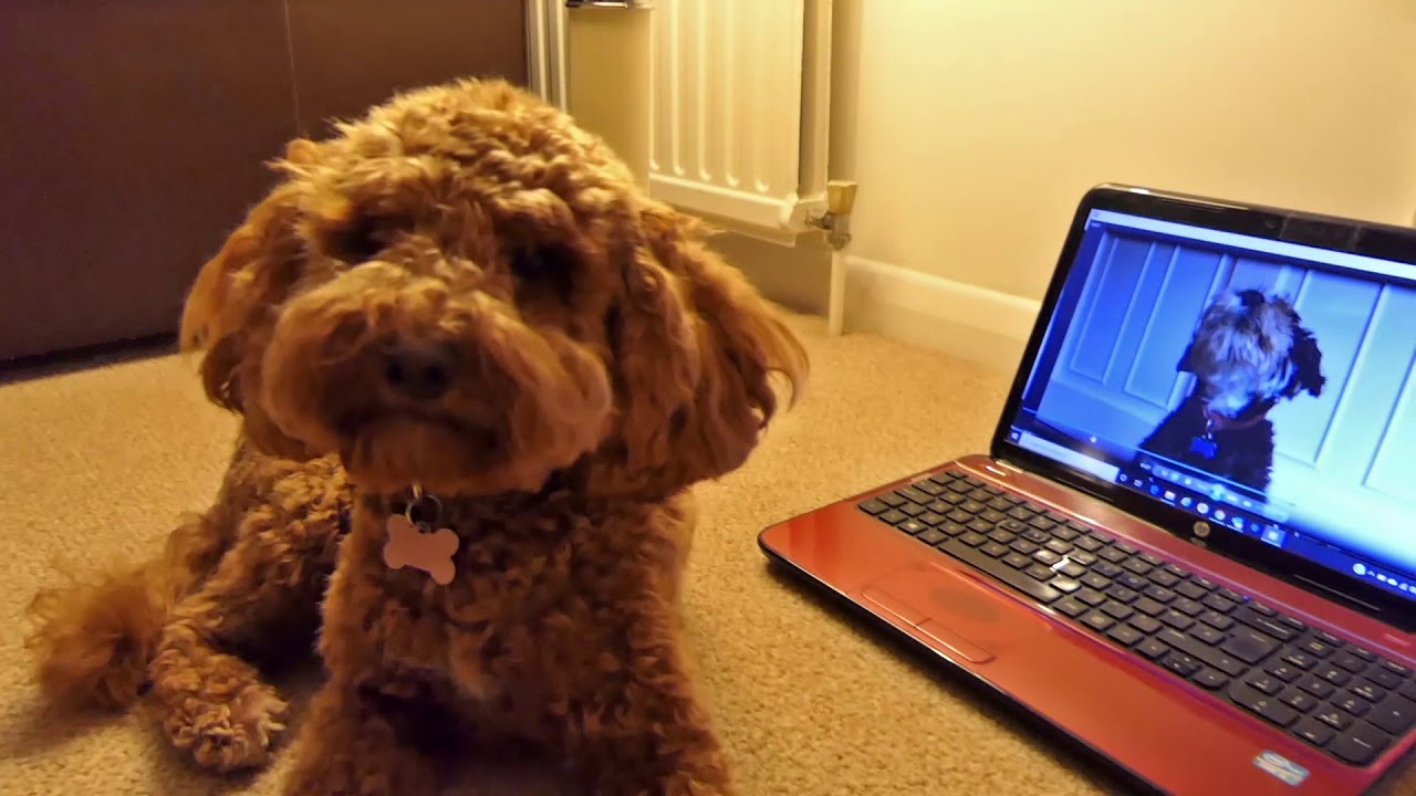 Cockapoo puppy training - 16 - fun sing along - YouTube