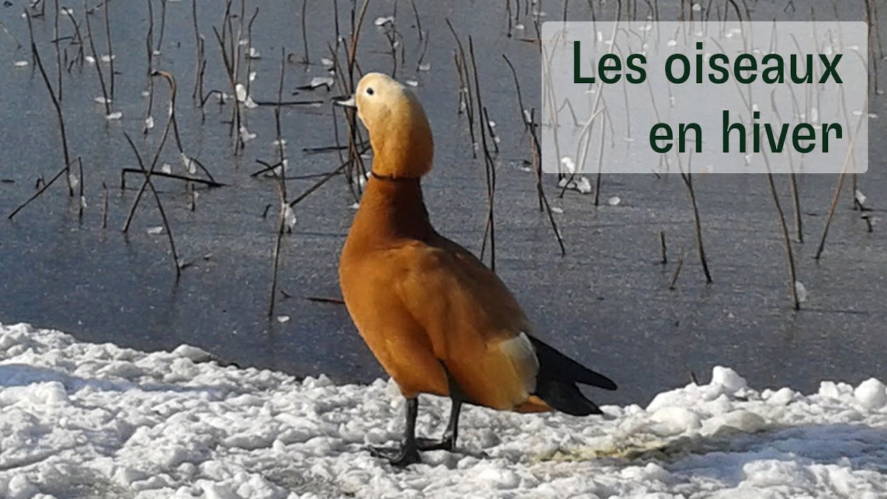 Les oiseaux en hiver. - YouTube
