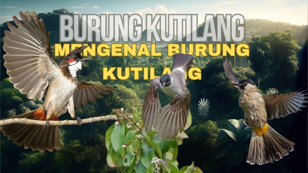 BURUNG KUTILANG || MENGENAL BURUNG KUTILANG #kicaumania # ...