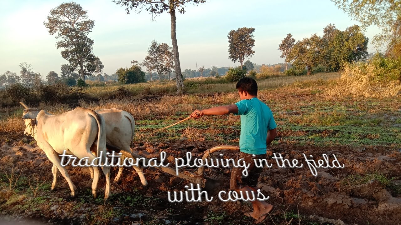 traditional Plowing in the field with cows - YouTube
