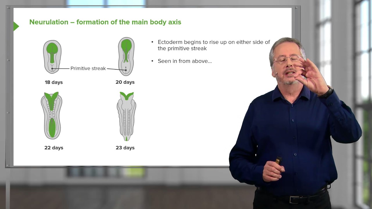 Embryologie : L'implantation / Nidation - YouTube