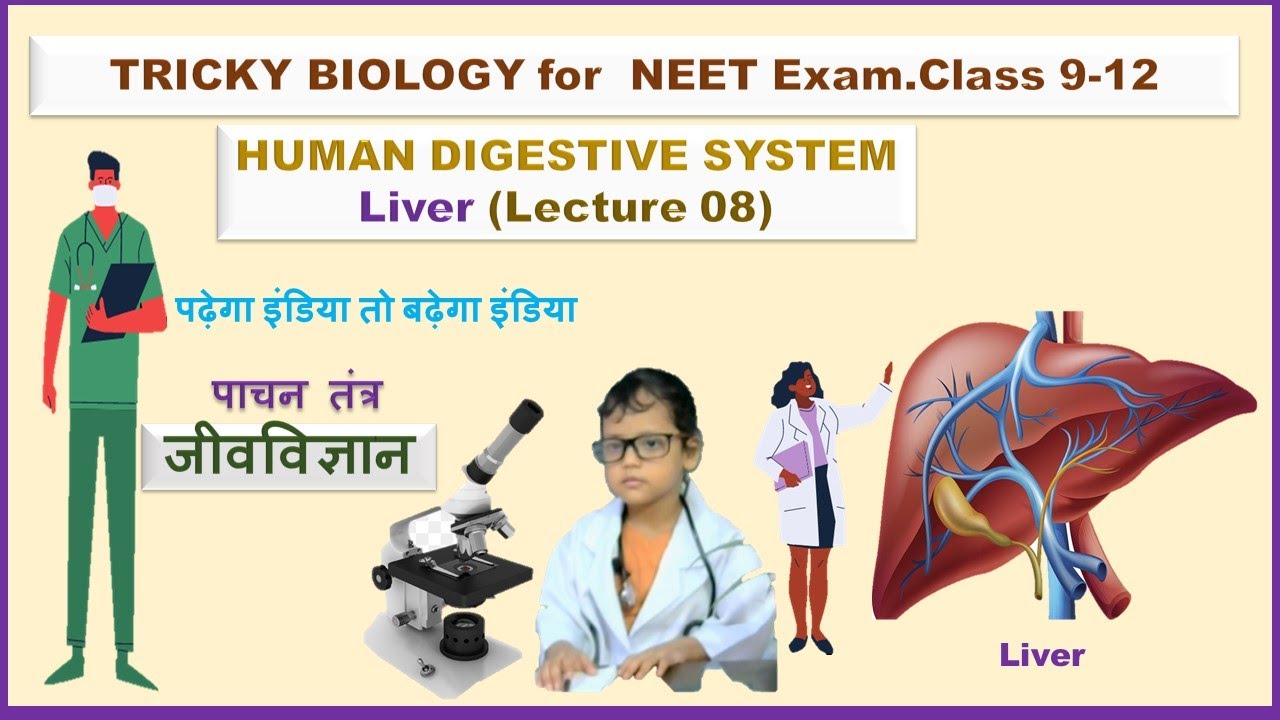 HUMAN DIGESTIVE SYSTEM Liver (Lecture 08) - YouTube