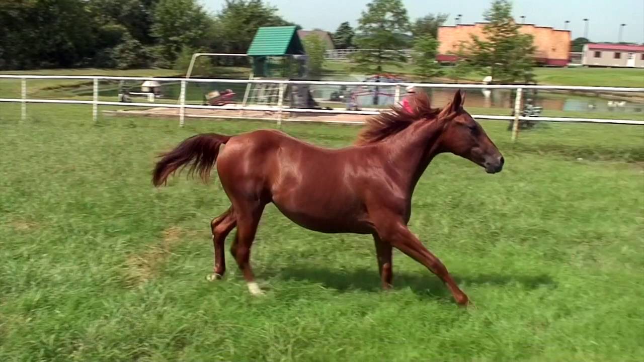 SDP Best Cat 2015 Filly - YouTube