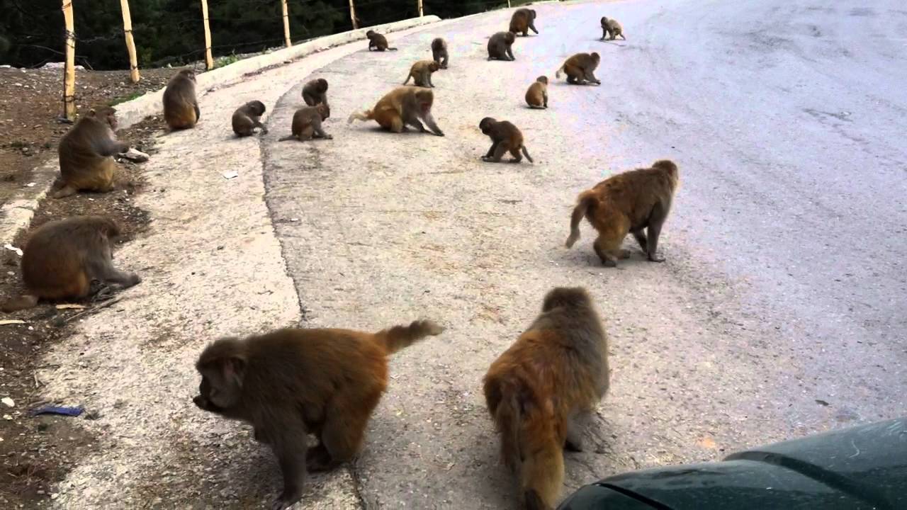 Monkeys of Ayubia - YouTube