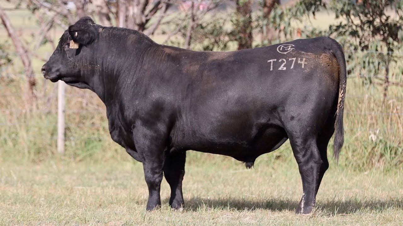 Lot 141 MWG22T274 Mawarra Genetics 2024 - YouTube