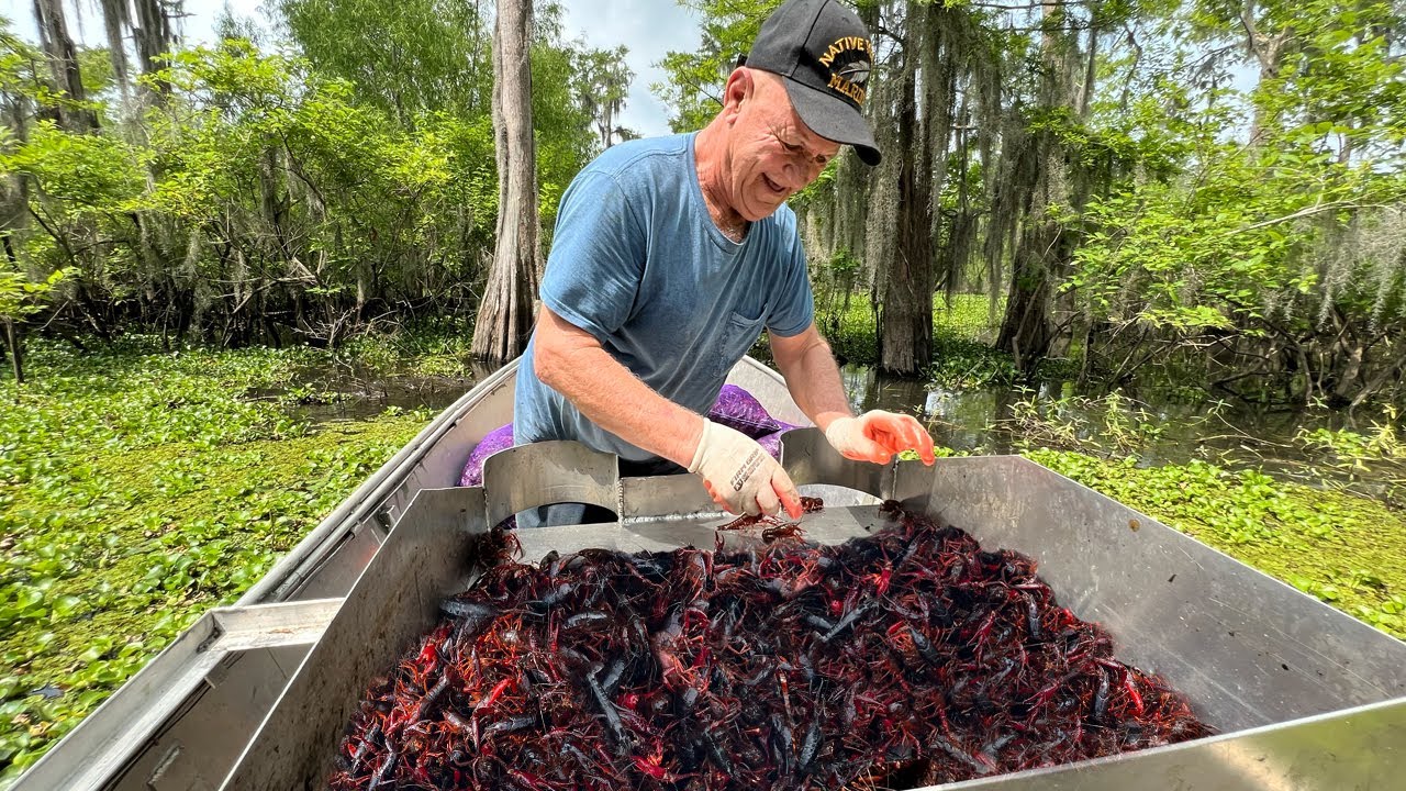 Loading the Boat with CRAWFISH in America's Biggest Swamp ( Catch and ...