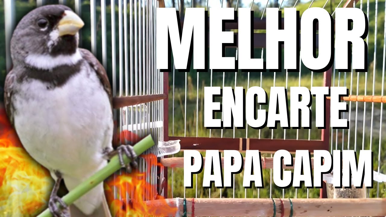 MELHOR CANTO PAPA CAPIM TUI TUI PARA ESQUENTAR PAPACAPIM COM PIADO DE ...