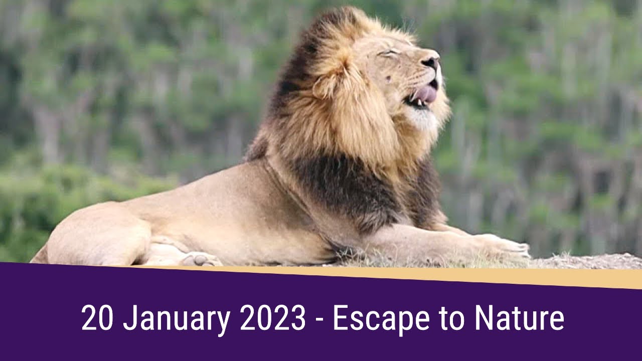 Escape to Nature Highlights 20 January 2023 - YouTube