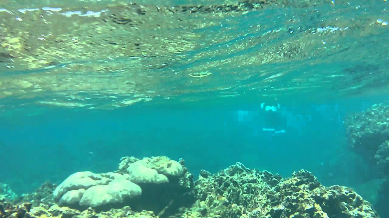 Exploring the Maya Key Reef, off Roatan Island - YouTube