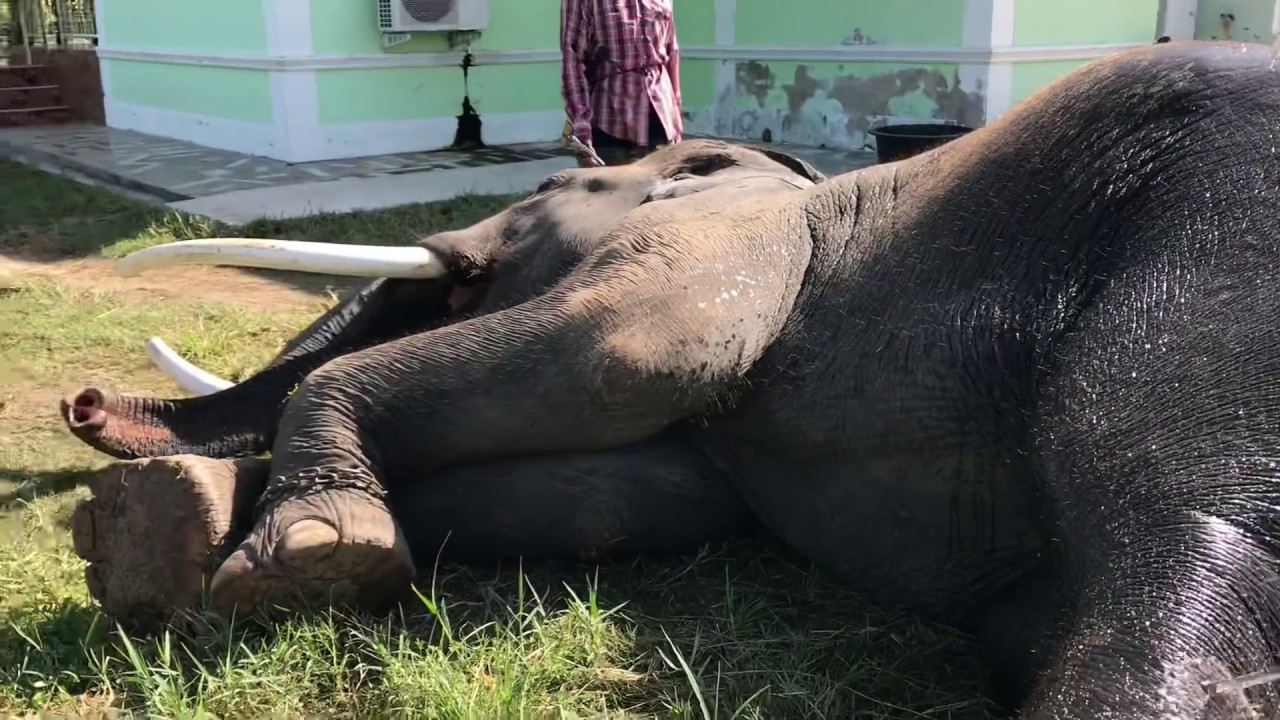 Elephant take a shower#Big cleaning #พลายเเซมซั่น#มีระเบิดลงด้วยครับ ...