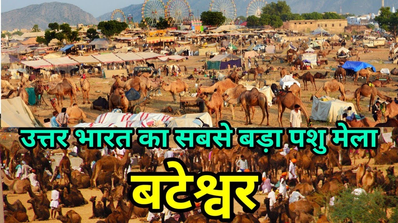 बटेश्वर पशु मेला, उत्तर भारत का सबसे बड़ा पशु मेला, Bateshwar Animal ...