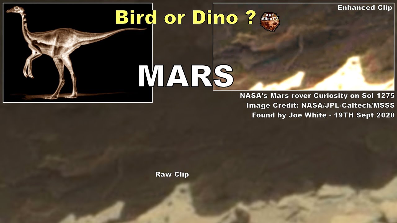 MARS BIRD or DINO - Intact Specimen - Road Runner - ArtAlienTV - YouTube