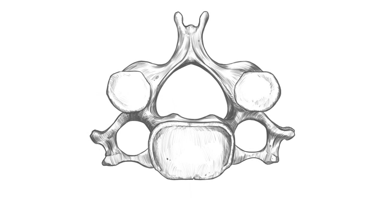 C III Vertebra Cervicalis - Superior view, drawing time-lapse. - YouTube
