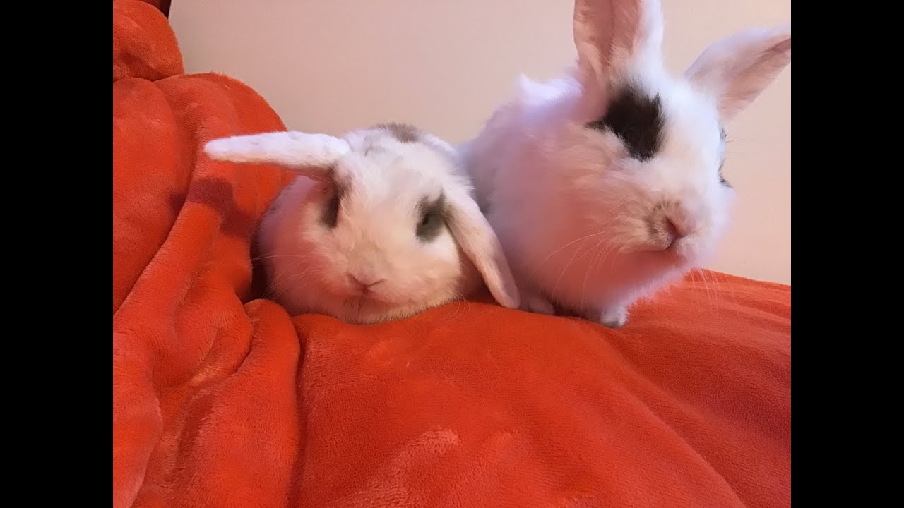 BABY BUNNIES - YouTube