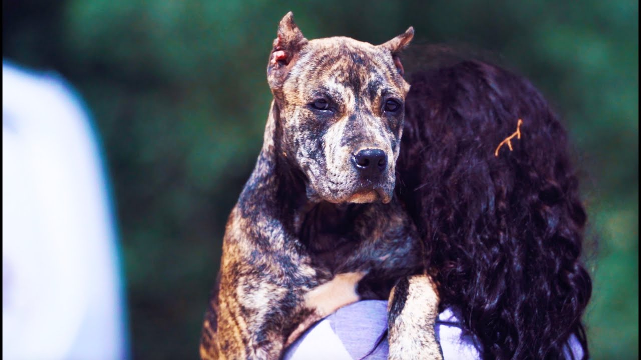 Canem Belli War Dog From Portugal Puppies - YouTube