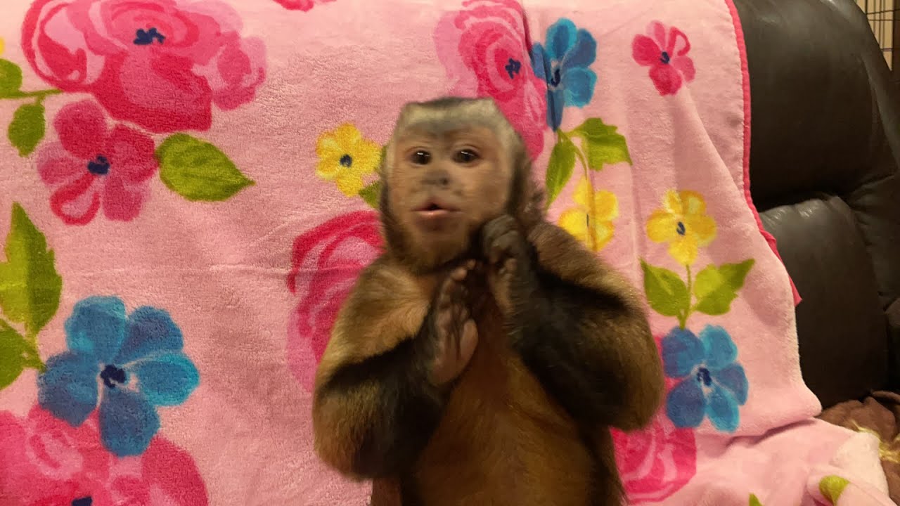 Capuchin MonkeyMeela Birthday Celebration! - YouTube