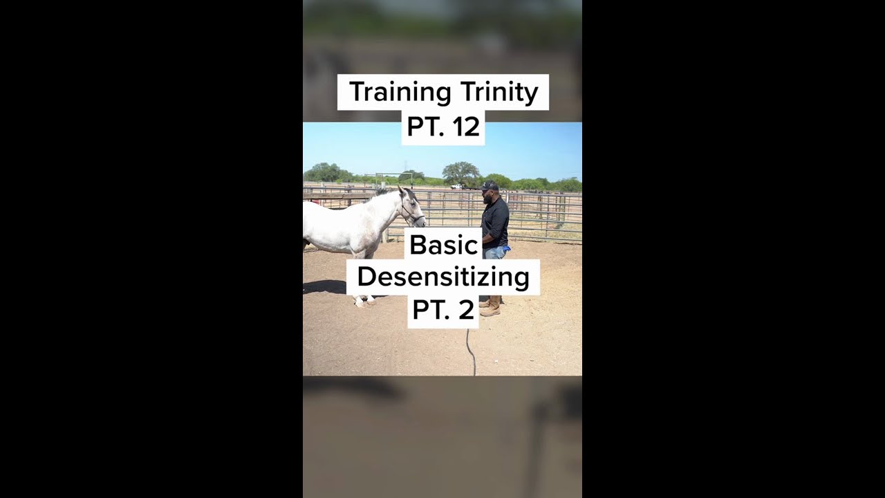 Basic Desensitizing PT. 2 - YouTube