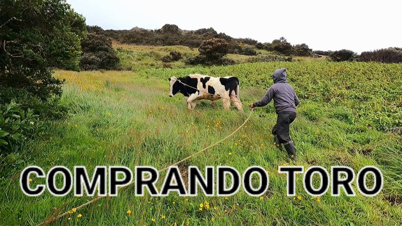 CÓMO COMPRAR TORO "RES O GANADO" - YouTube