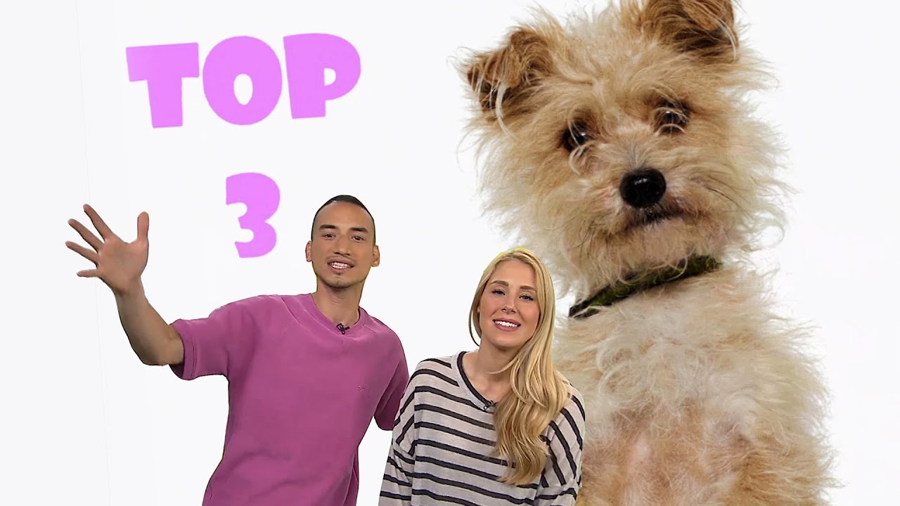 TOP 3: Dogs - YouTube