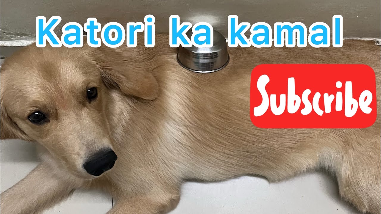 Dog ki masti katori k sath (fun)@MaxGoldenReteriver - YouTube