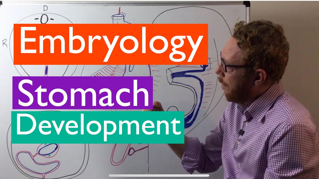 Stomach development | Embryology - YouTube